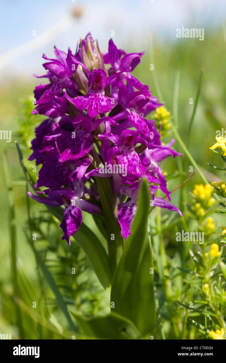 Northern Marsh Orchid Dactylorhiza purpurella Stock Photo - Alamy