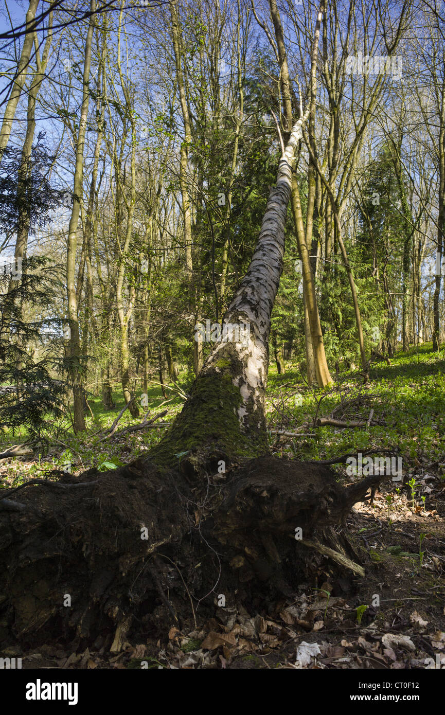 Birch tree root hi-res stock photography and images - Alamy