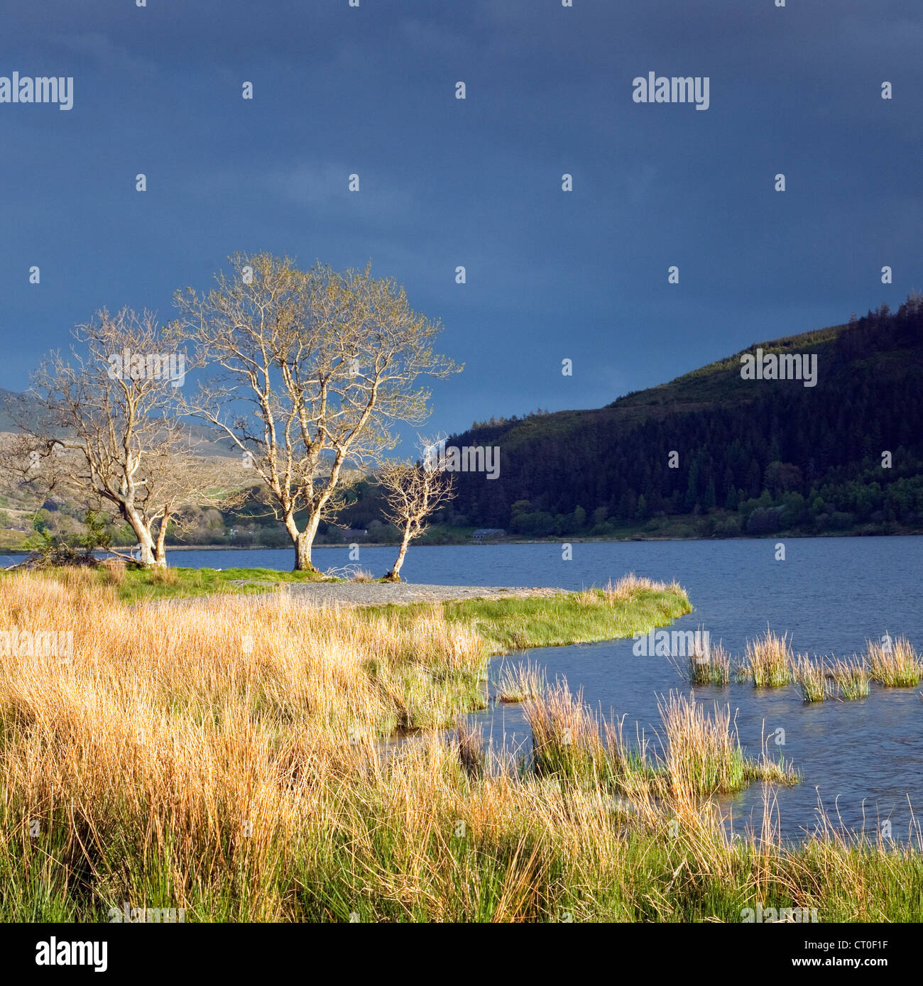 Trees lit by late evening light on the lake shore of Llyn Cwellyn in ...