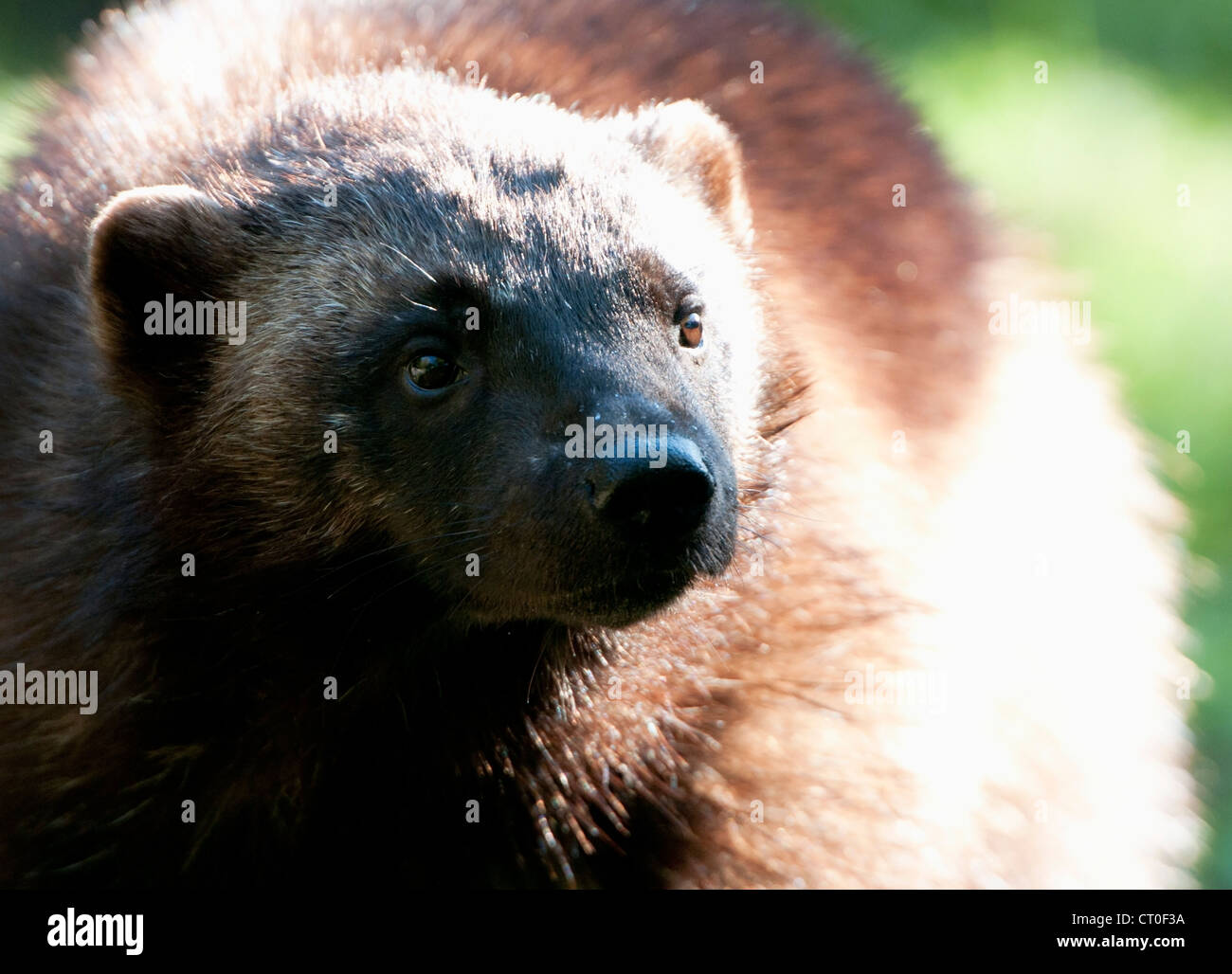Wolverine gulo gulo close up hi-res stock photography and images - Alamy