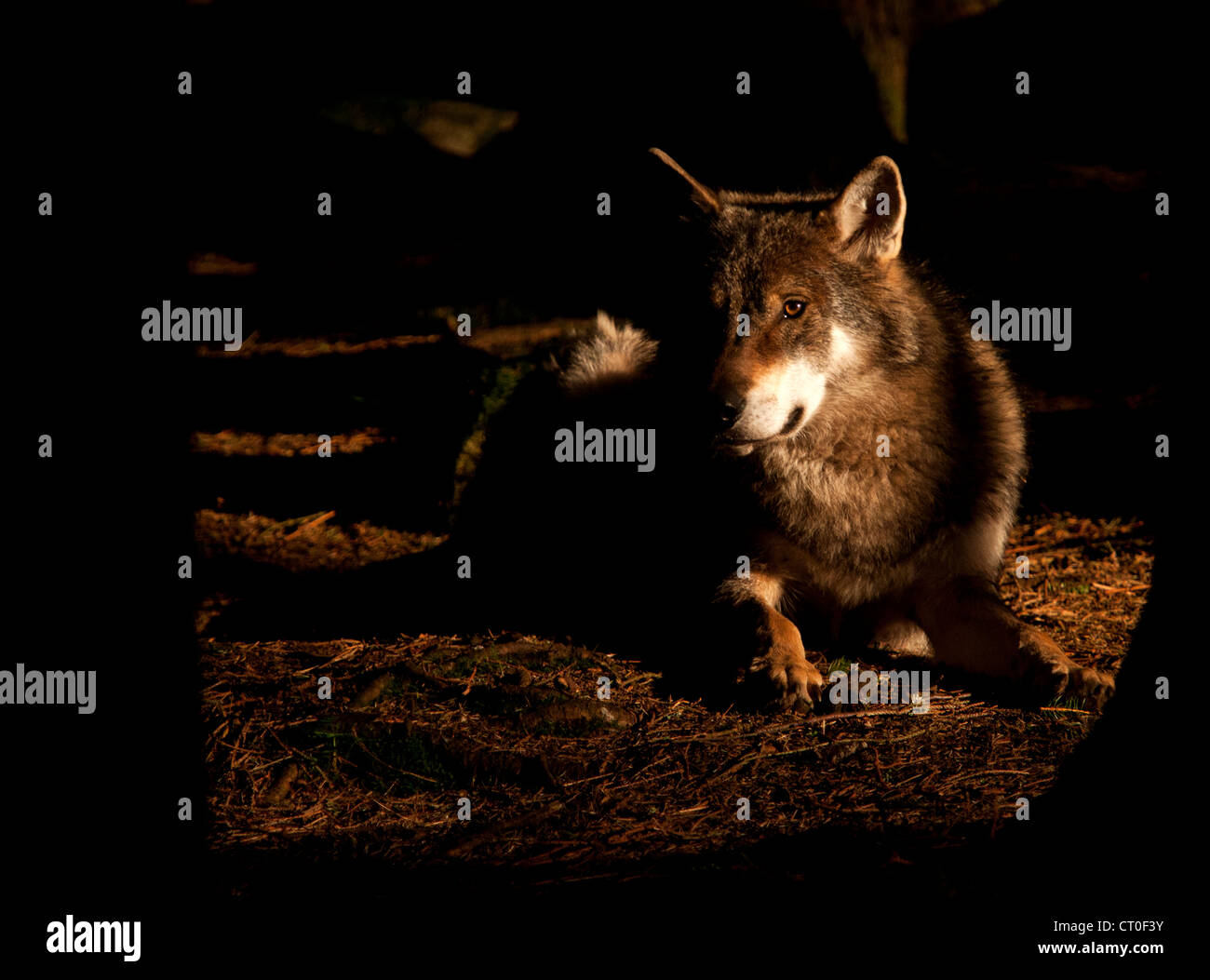 Wolf in forest in dawn Stock Photo - Alamy