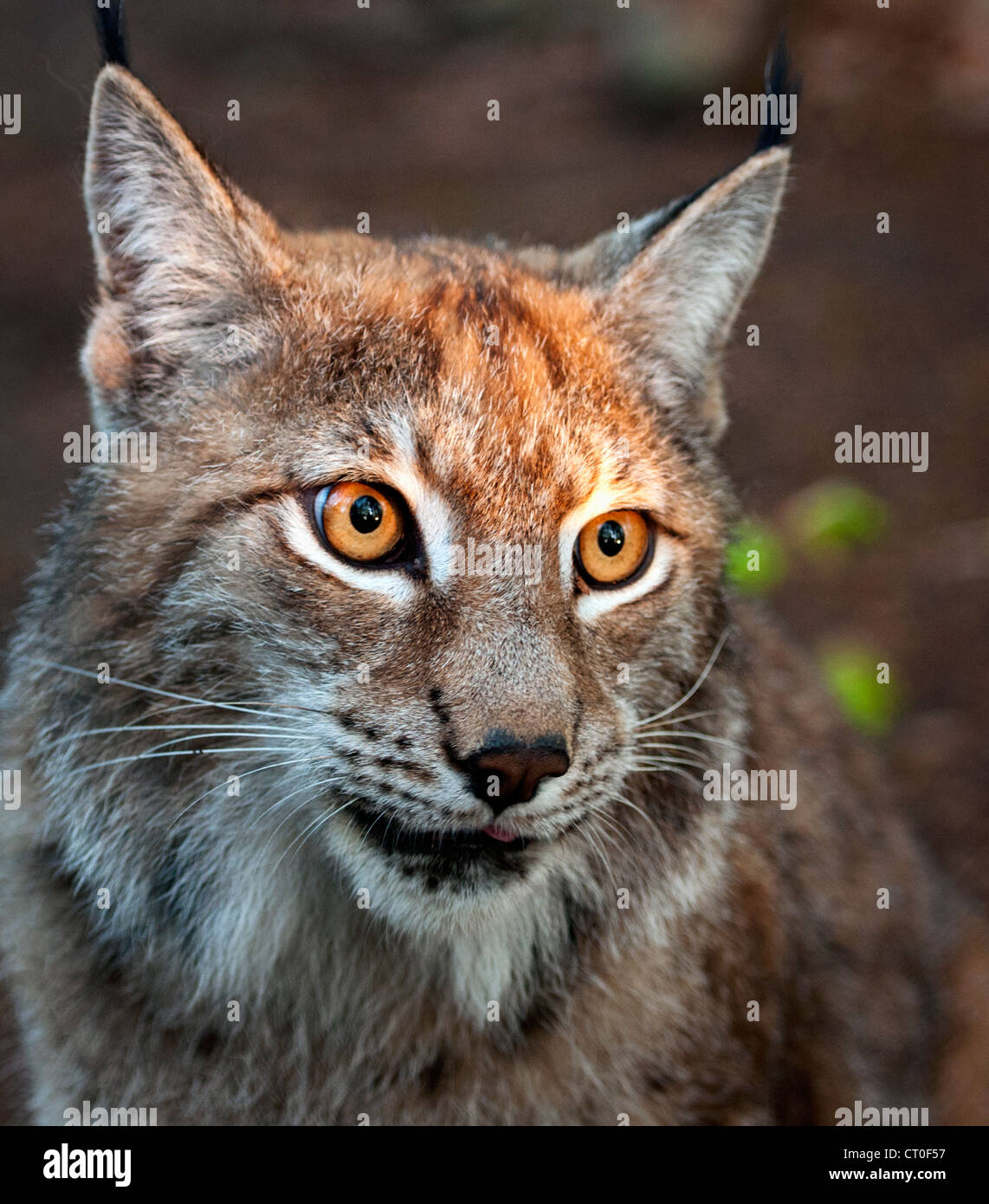 Lynx lit up by early morning sunlight Stock Photo - Alamy