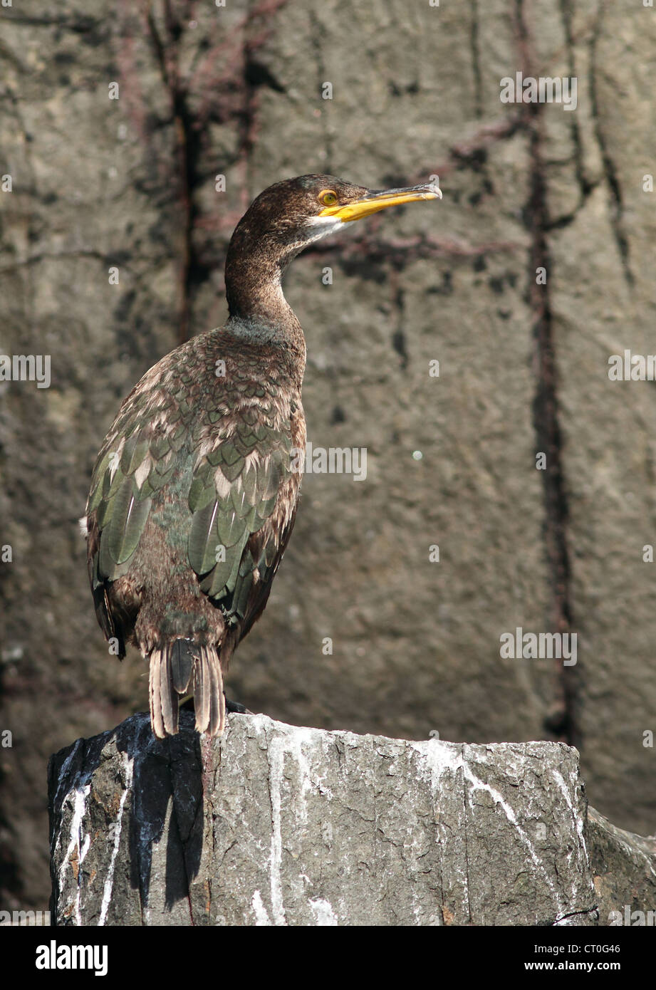 Shag rocks hi-res stock photography and images - Alamy