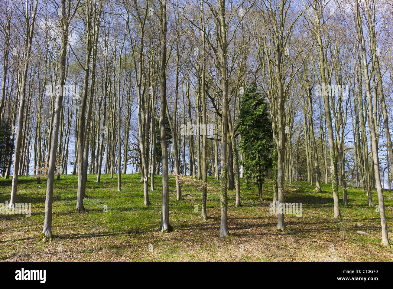 Copse of young beech trees, Fagus sylvatica, and conifers in springtime ...