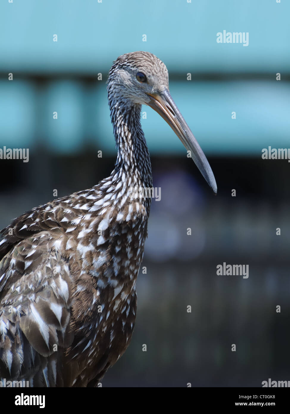 Long Beak Crane Bird High Resolution Stock Photography and Images - Alamy