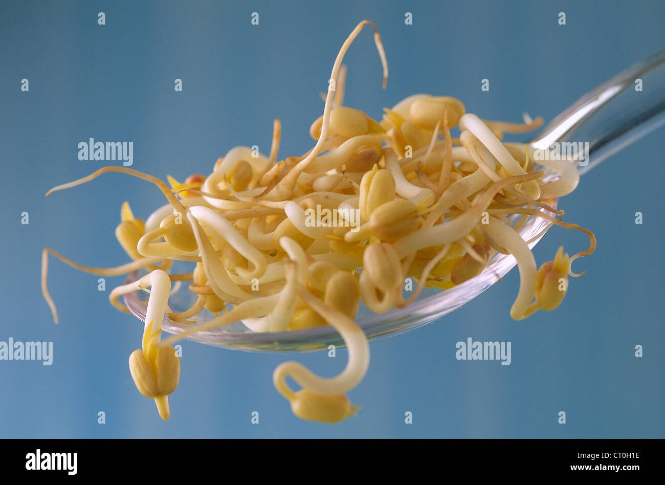 Genetically modified soybeans hi-res stock photography and images - Alamy