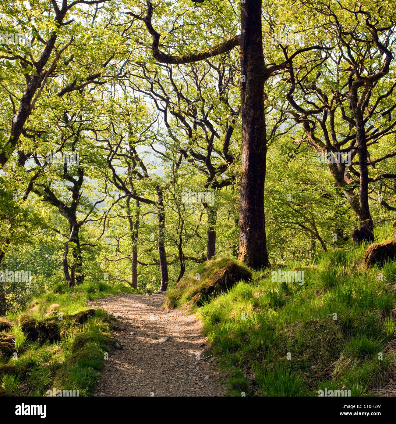 The Watkin Path through ancient oak woodland in Nantgwynant Valley ...