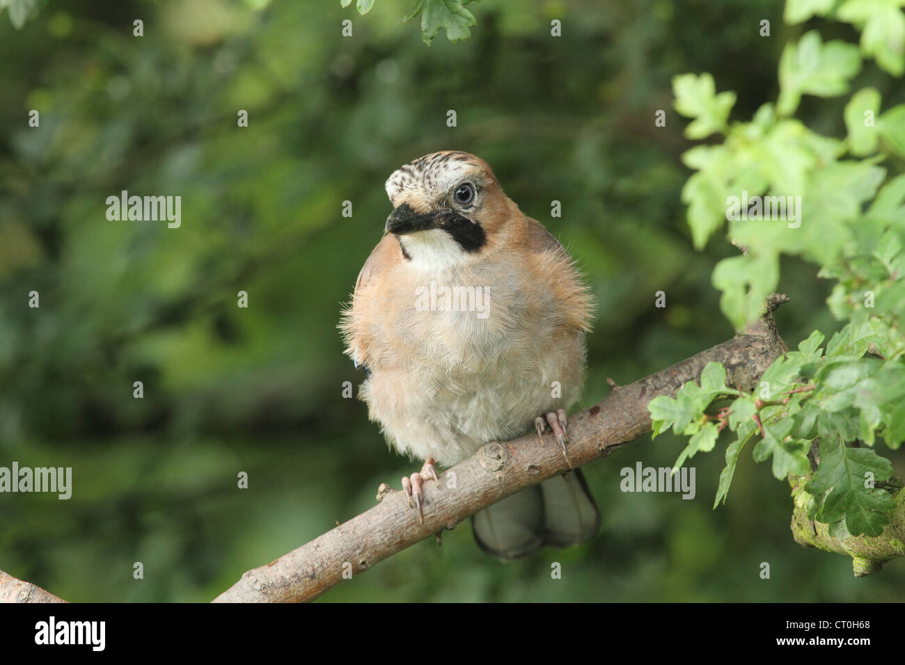Jay bird Garrulus glandarius close up detailed Stock Photo - Alamy