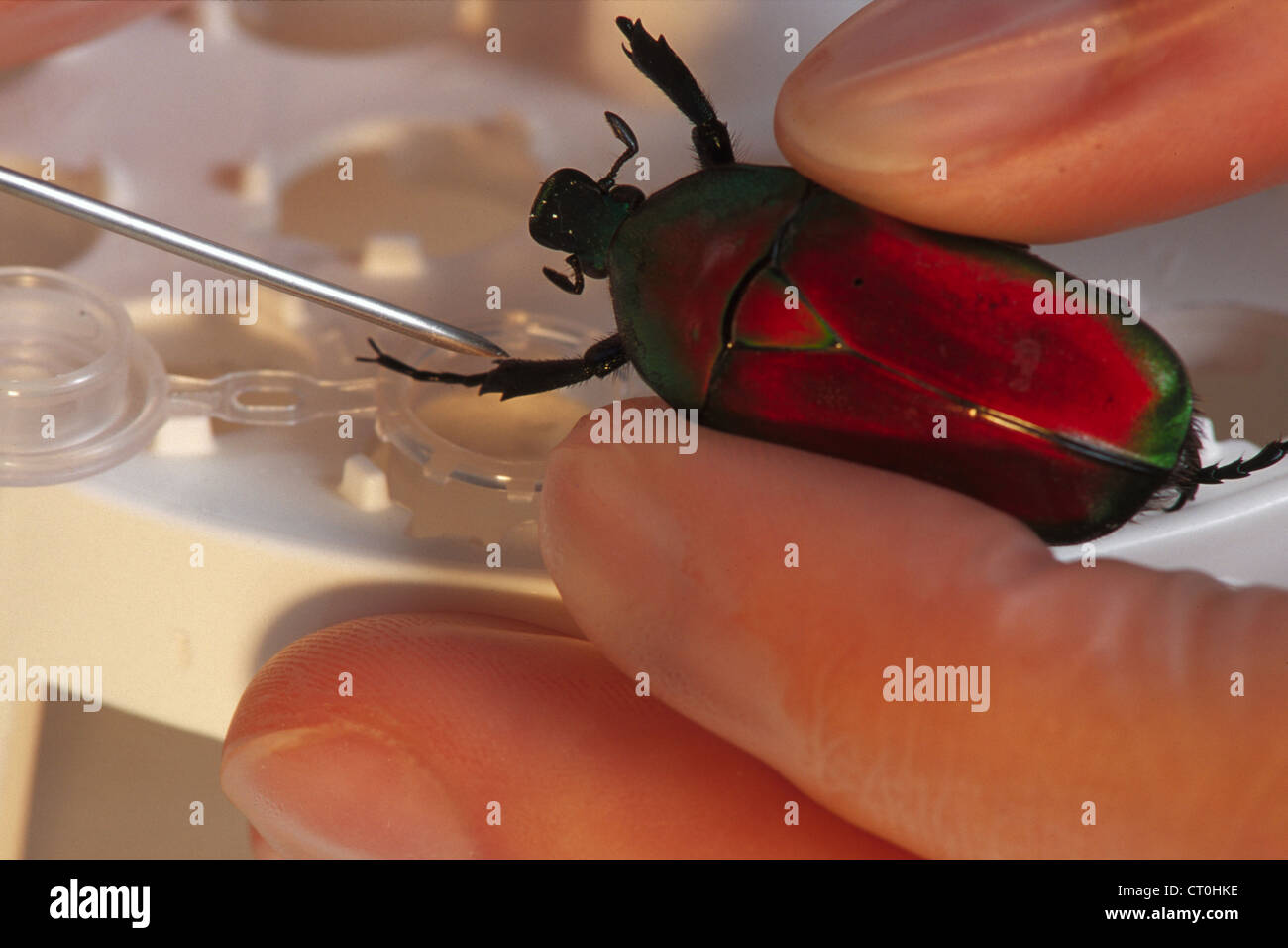 Research lab animals hi-res stock photography and images - Alamy