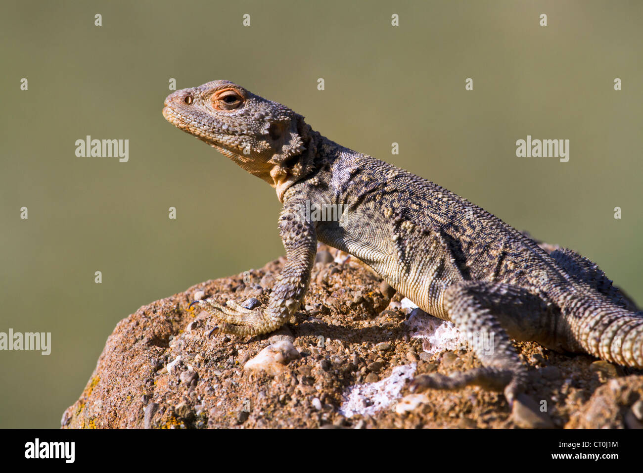 Caucasian agama (Laudakia caucasia or Agama caucasica) taking idling on ...