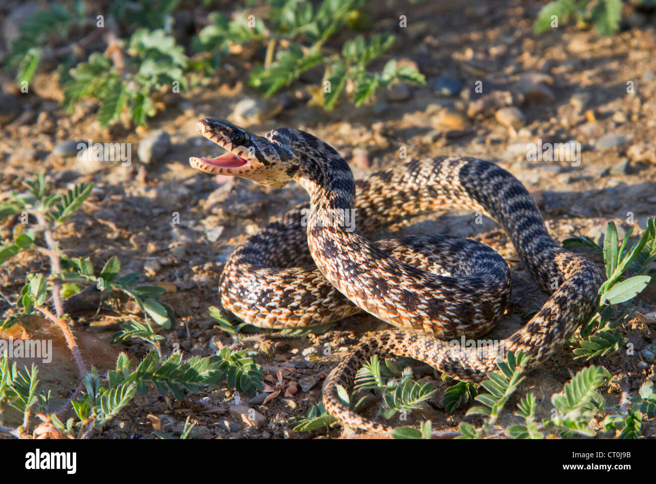 The blotched snake, or eastern fourlined ratsnake (Elaphe sauromates ...