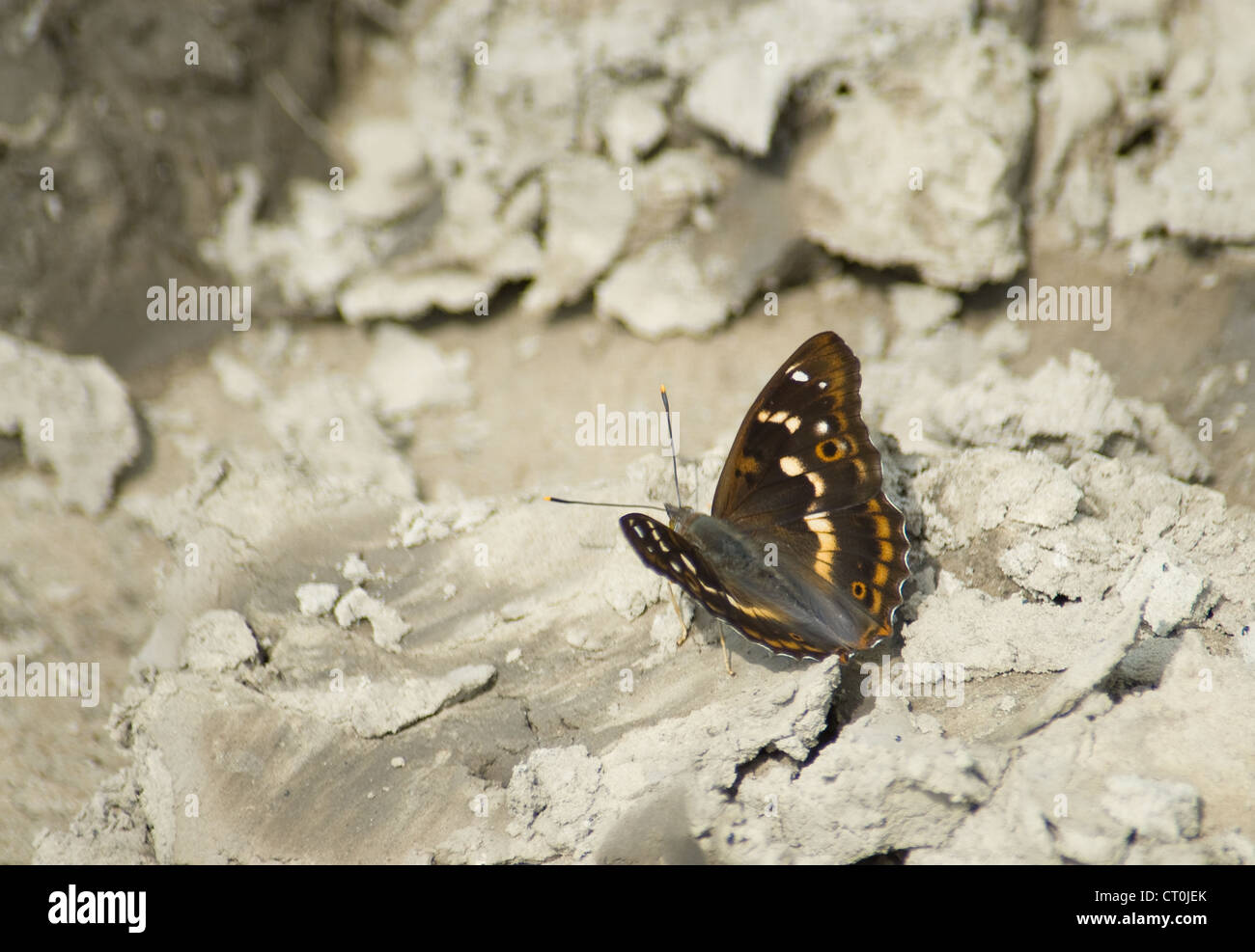 An image of a nice nymphalidae butterfly Stock Photo - Alamy