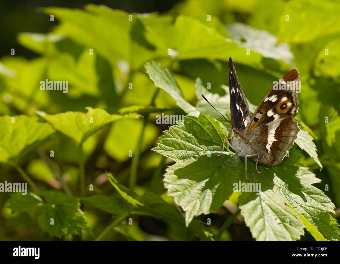 Apatura ilia nymphalidae fauna hi-res stock photography and images - Alamy
