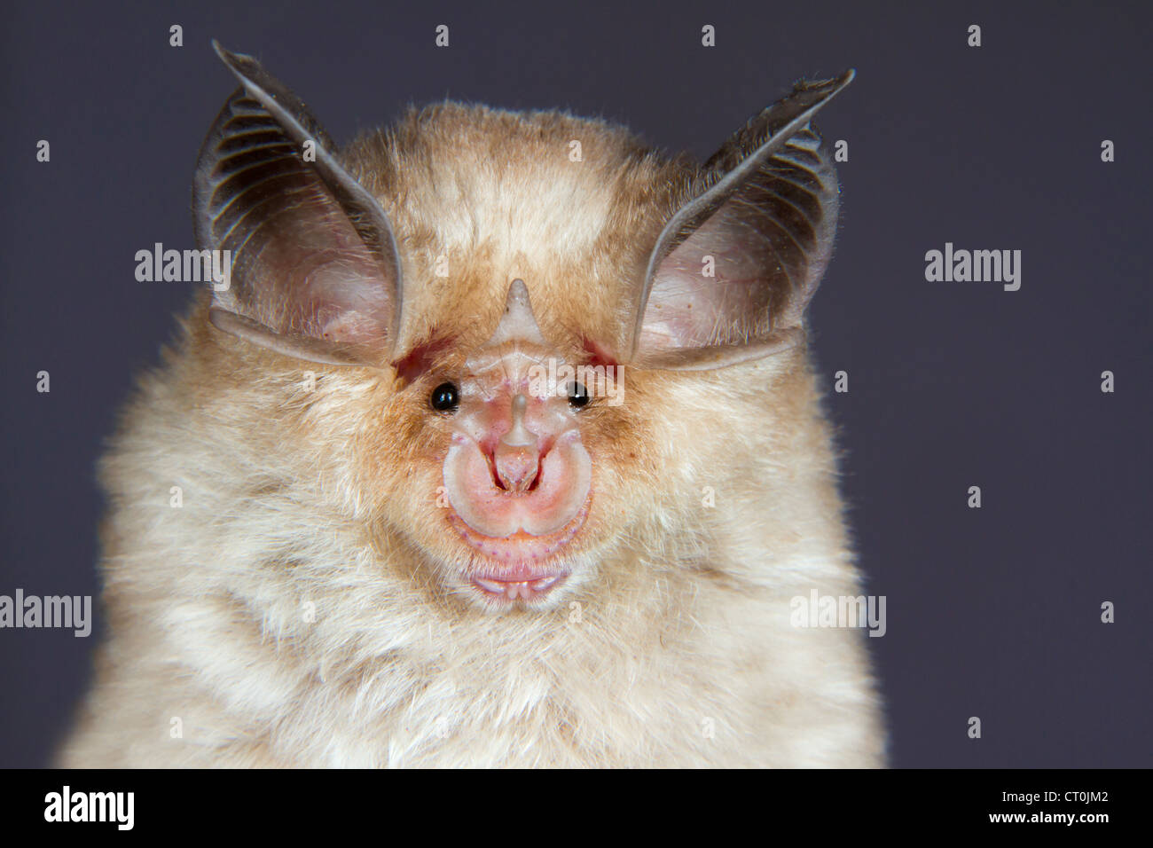 Bat close up hi-res stock photography and images - Alamy