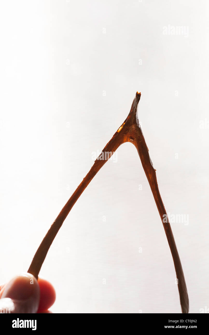 Hand holding wishbone hi-res stock photography and images - Alamy