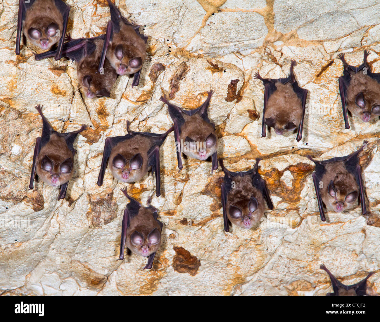 A colony of Mediterranean horseshoe bat (Rhinolophus euryale) in a cave ...