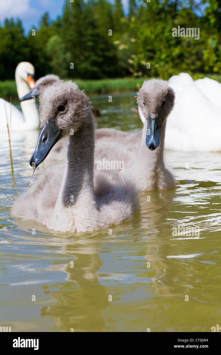 Small lake england hi-res stock photography and images - Alamy