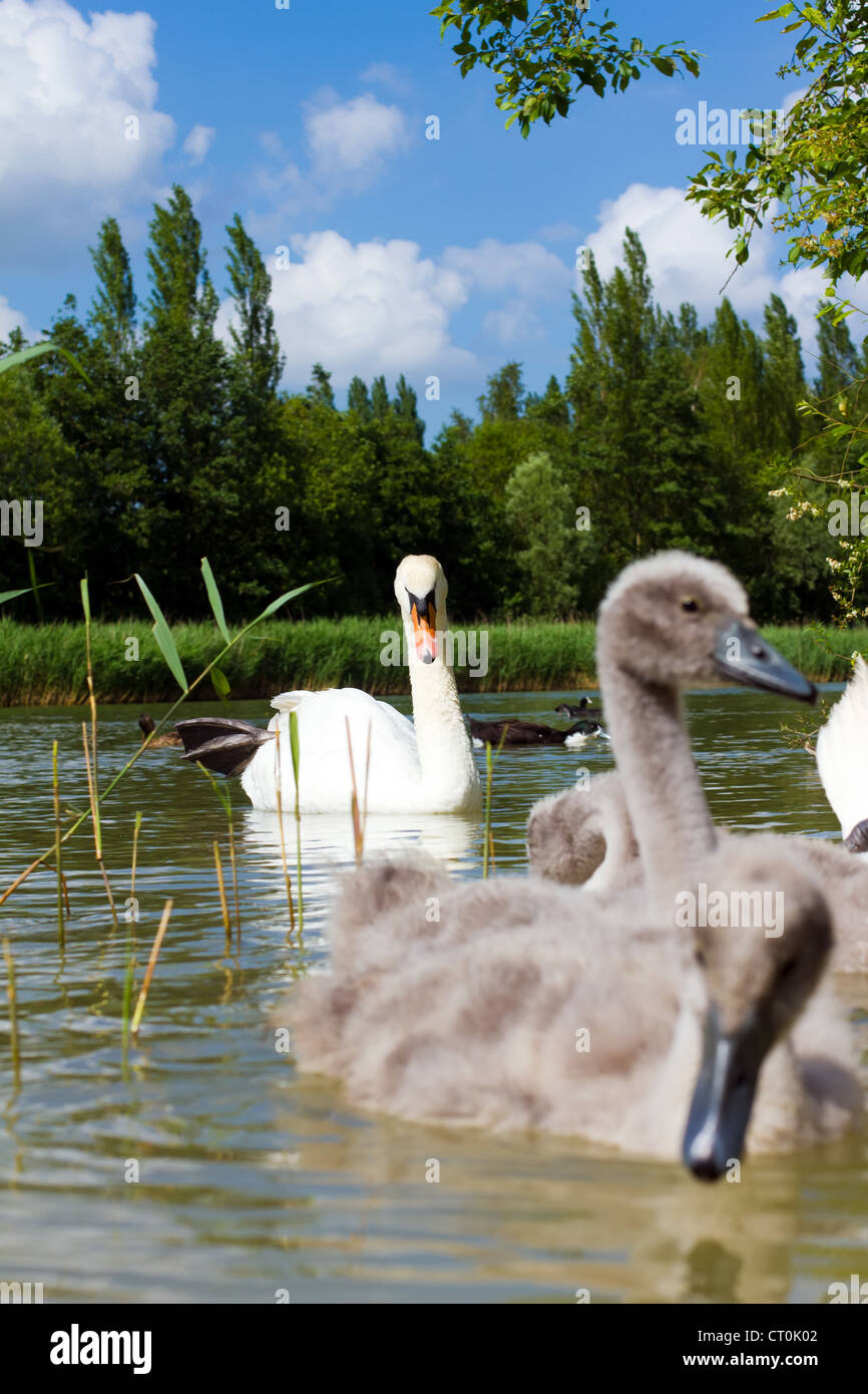 Tow swan hi-res stock photography and images - Alamy