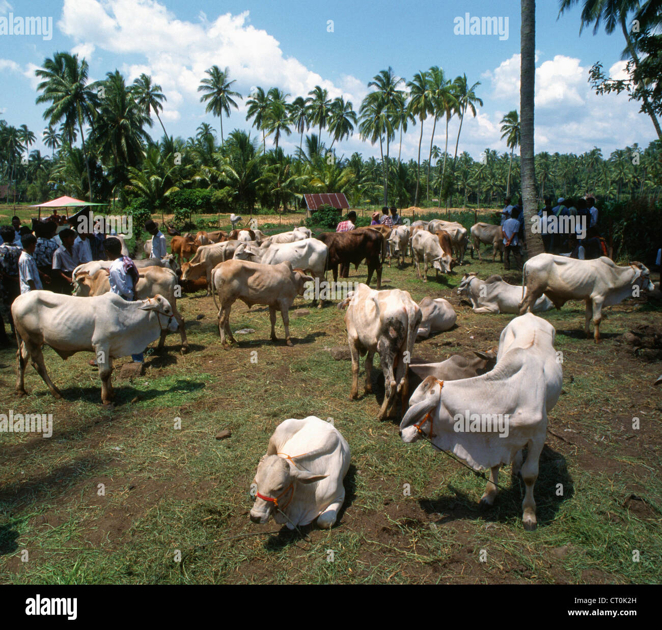 Indonesia, Sumatra, cattle market Stock Photo - Alamy