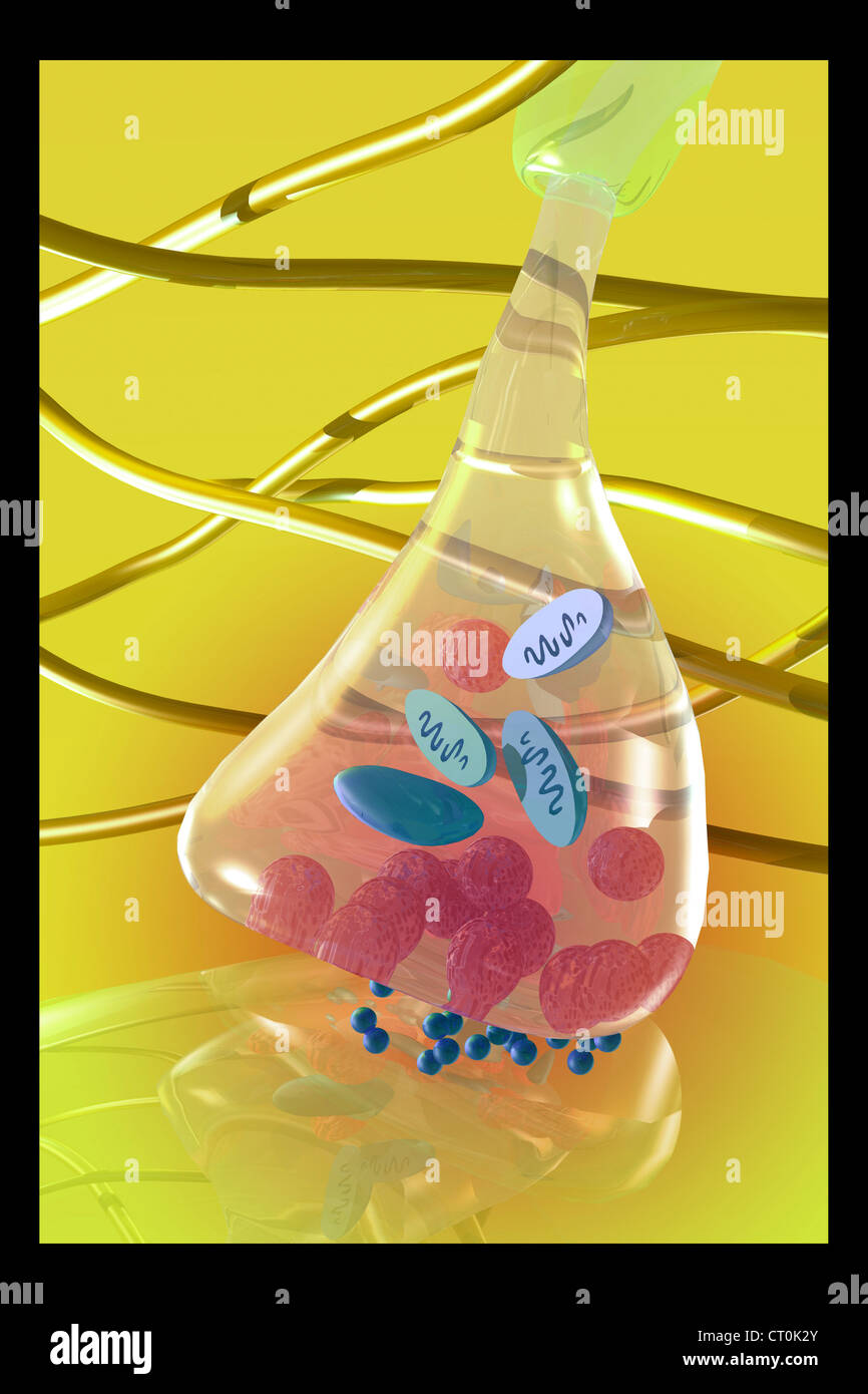 Synaptic endings hi-res stock photography and images - Alamy
