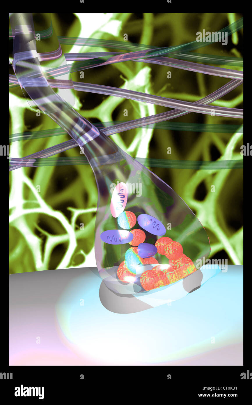 Synaptic endings hi-res stock photography and images - Alamy