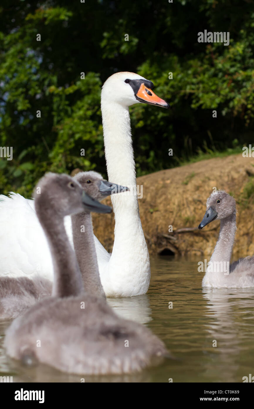 Protecting the cygnets hi-res stock photography and images - Alamy