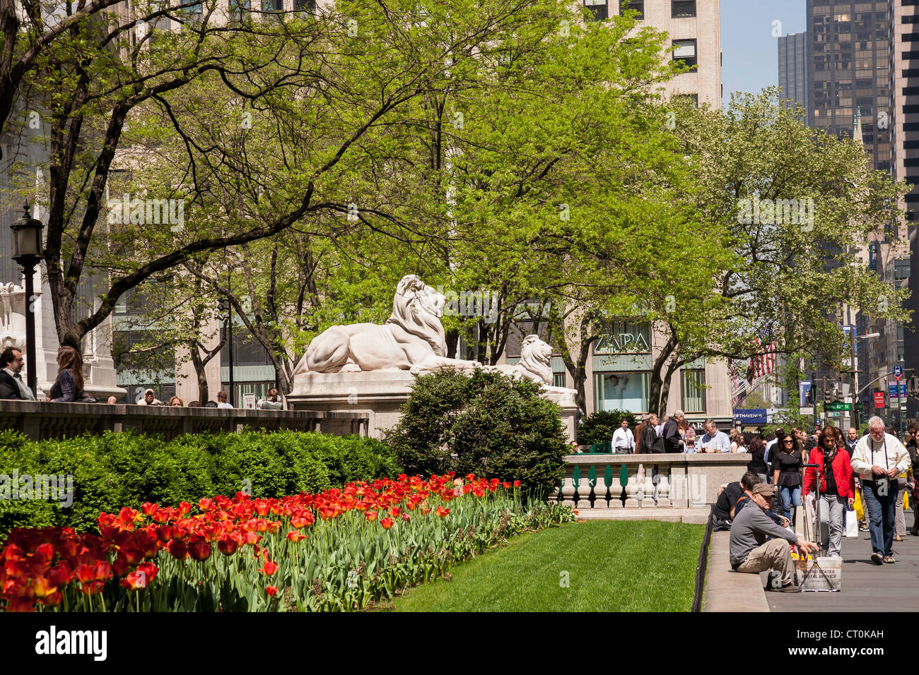 Lion Statues, Fortitude, New York Public Library, Main Branch, NYC ...