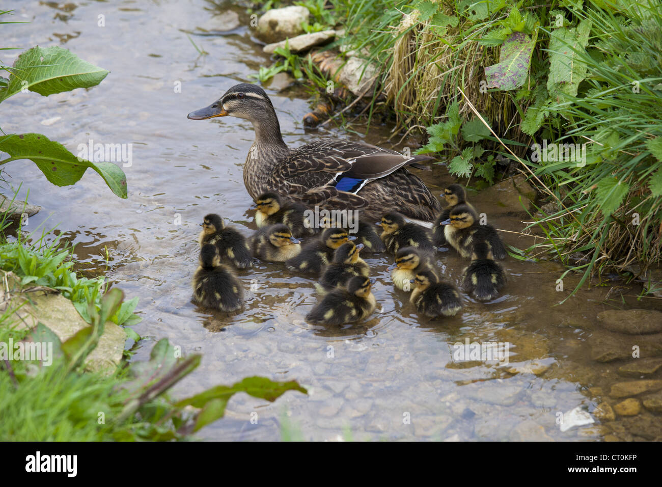 Female mallard duck with newly hatched ducklings, Anas platyrhynchos ...
