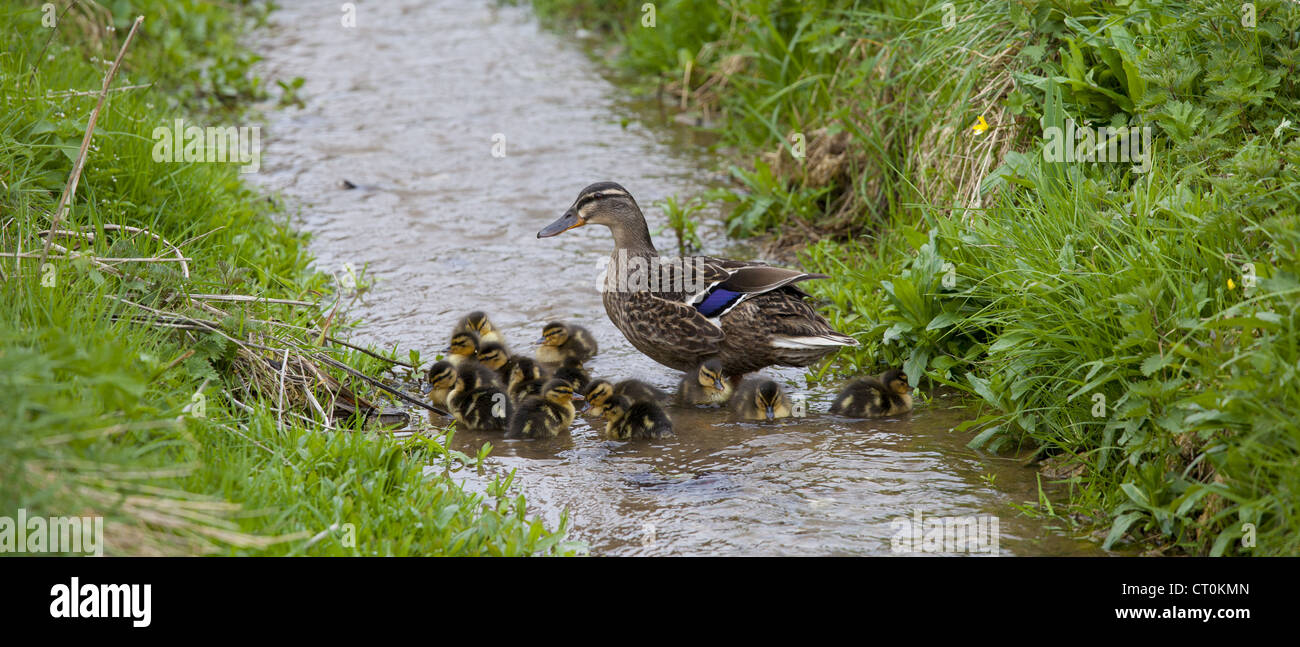 Mallard duck and her brood of ducklings hi-res stock photography and ...