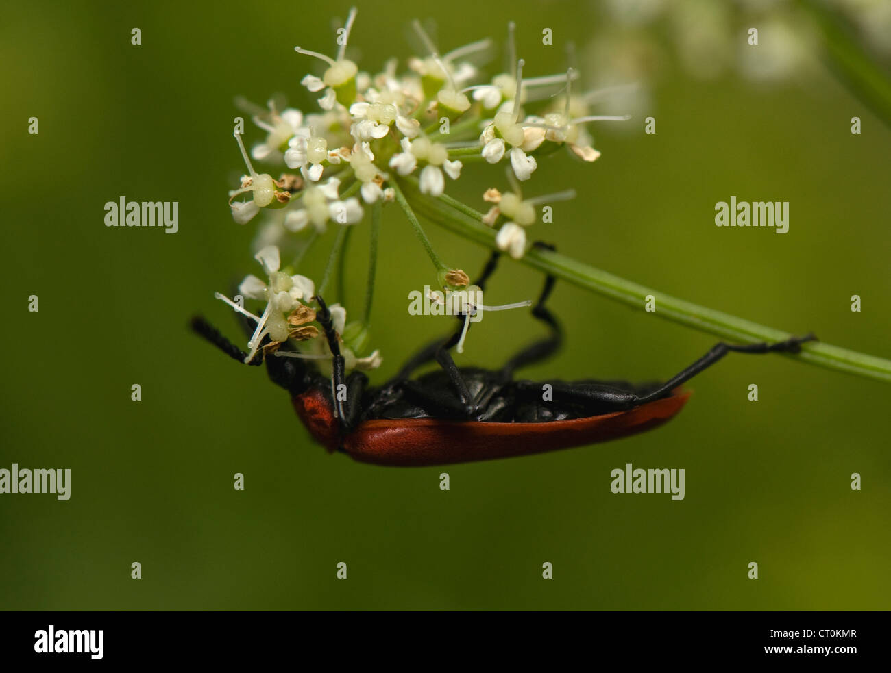Cerambycidae beetle hi-res stock photography and images - Alamy