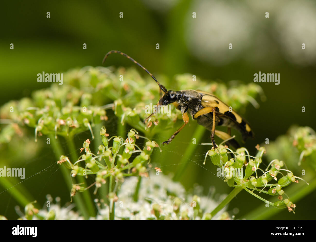 Cerambycidae beetle hi-res stock photography and images - Alamy