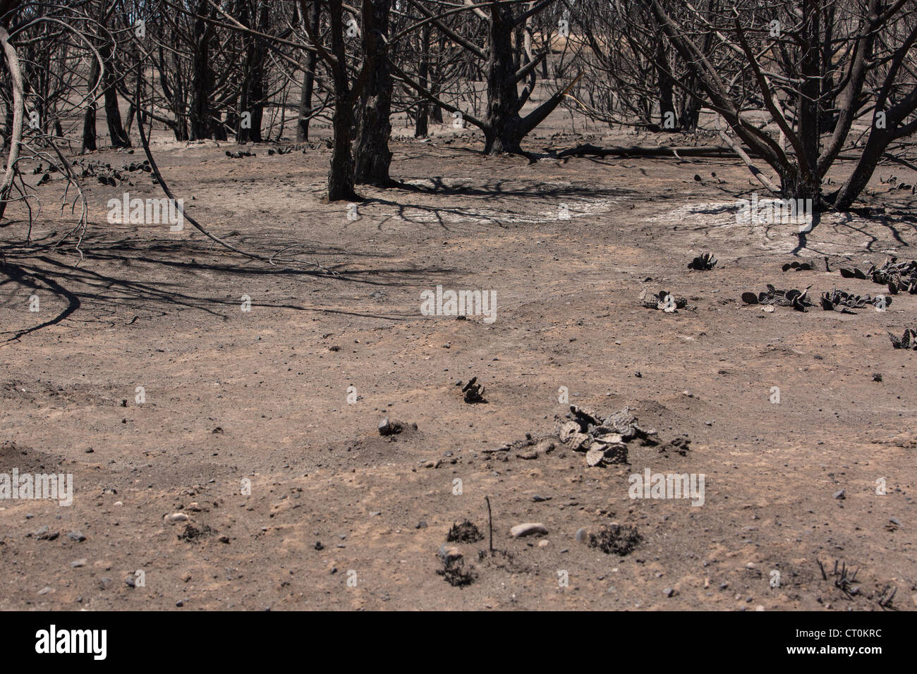 Wildfire and forest fire destroys 50,000 acres of mountain and cabin ...