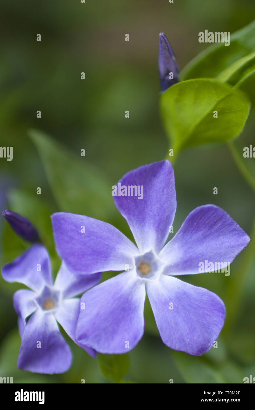 Vinca Plants High Resolution Stock Photography and Images - Alamy