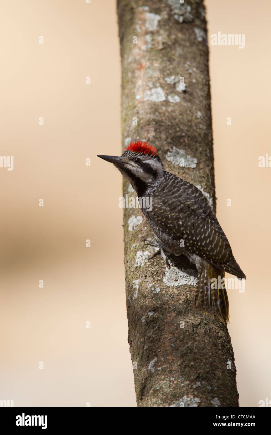 Bearded woodpeckers hi-res stock photography and images - Alamy