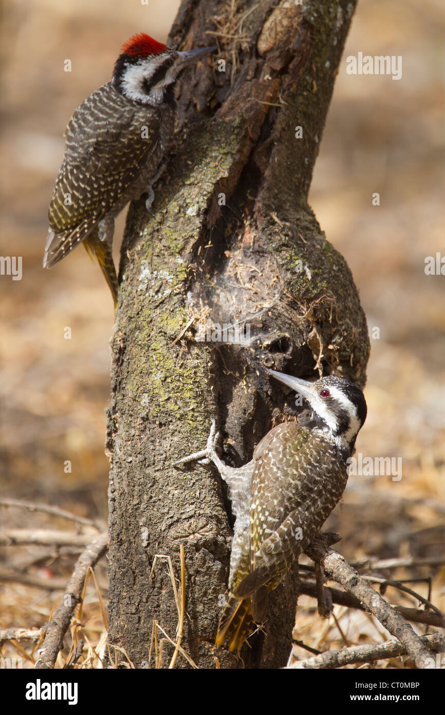 Bearded woodpeckers hi-res stock photography and images - Alamy