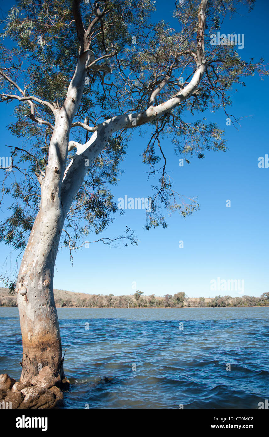 Gum tree bordering the drinking water reservoir Umberumberka in the ...