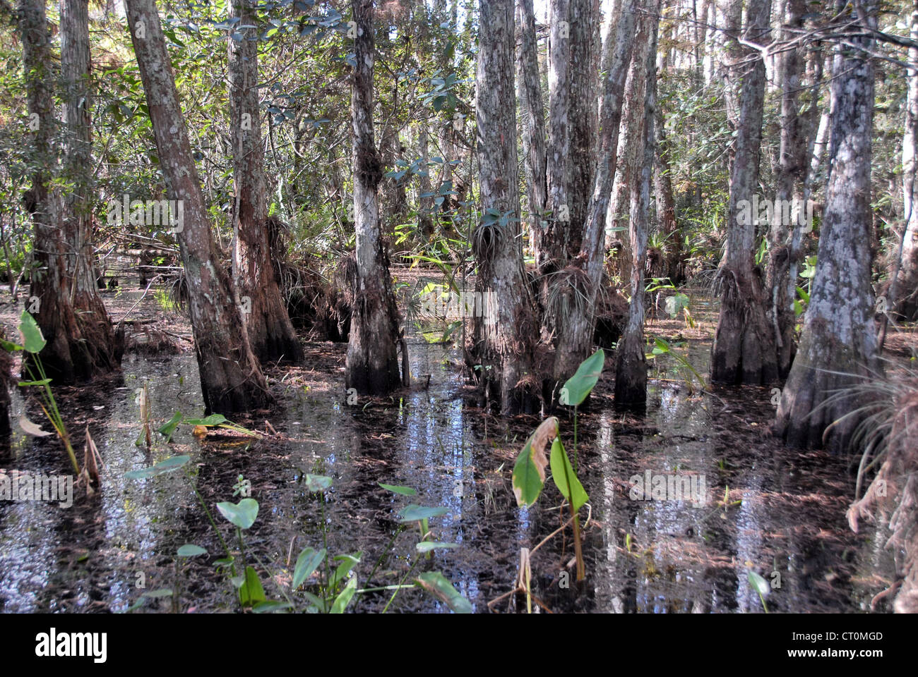Walkway in Corkscrew Swamp Sanctuary near Naples, Florida Stock Photo ...