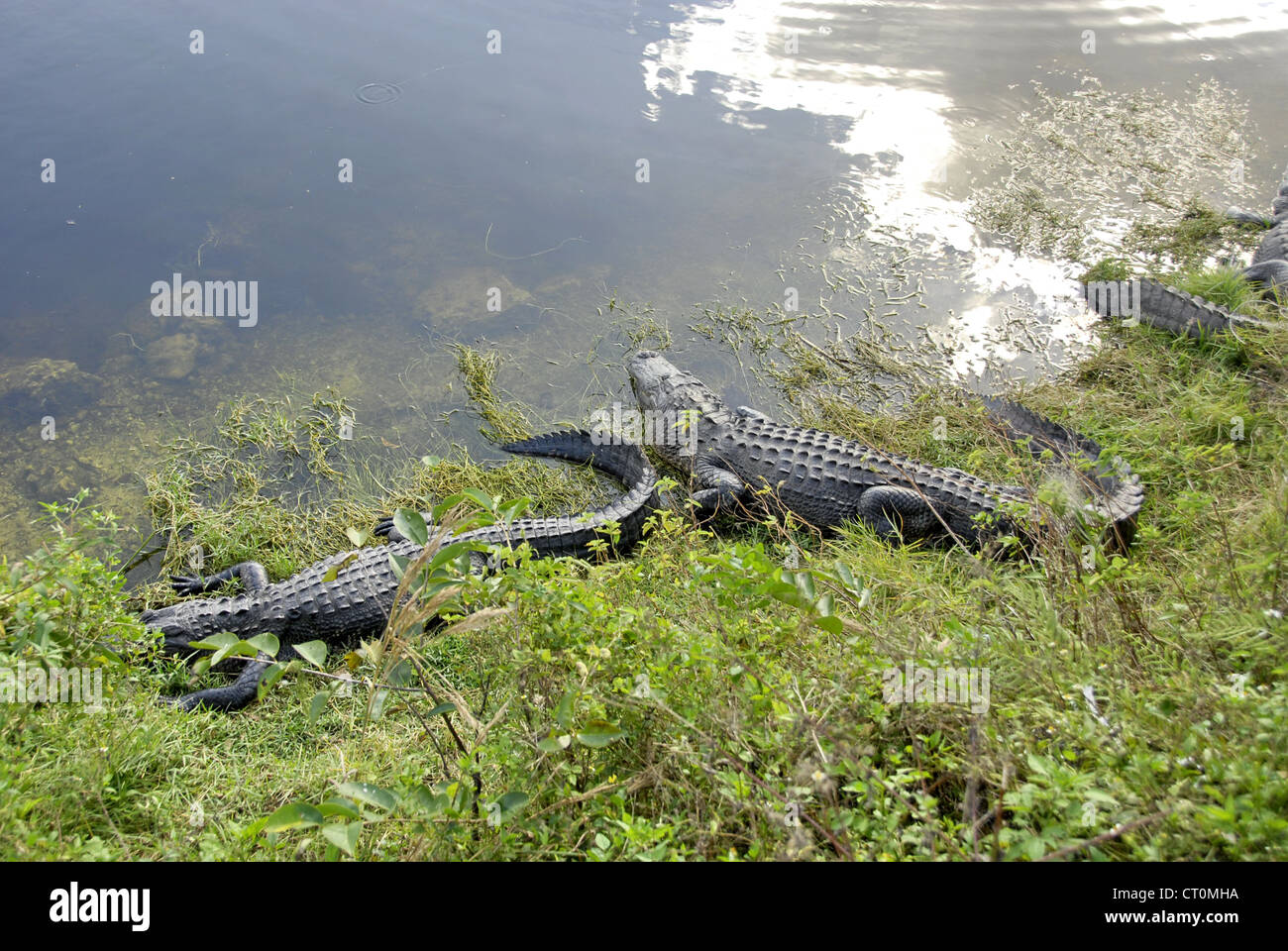 Alligators in the swamps on Tamiami Trail road in Southern Florida ...
