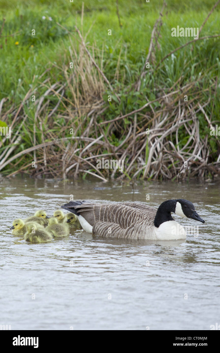 Female Canada Goose, Branta canadensis, with young goslings, on River ...