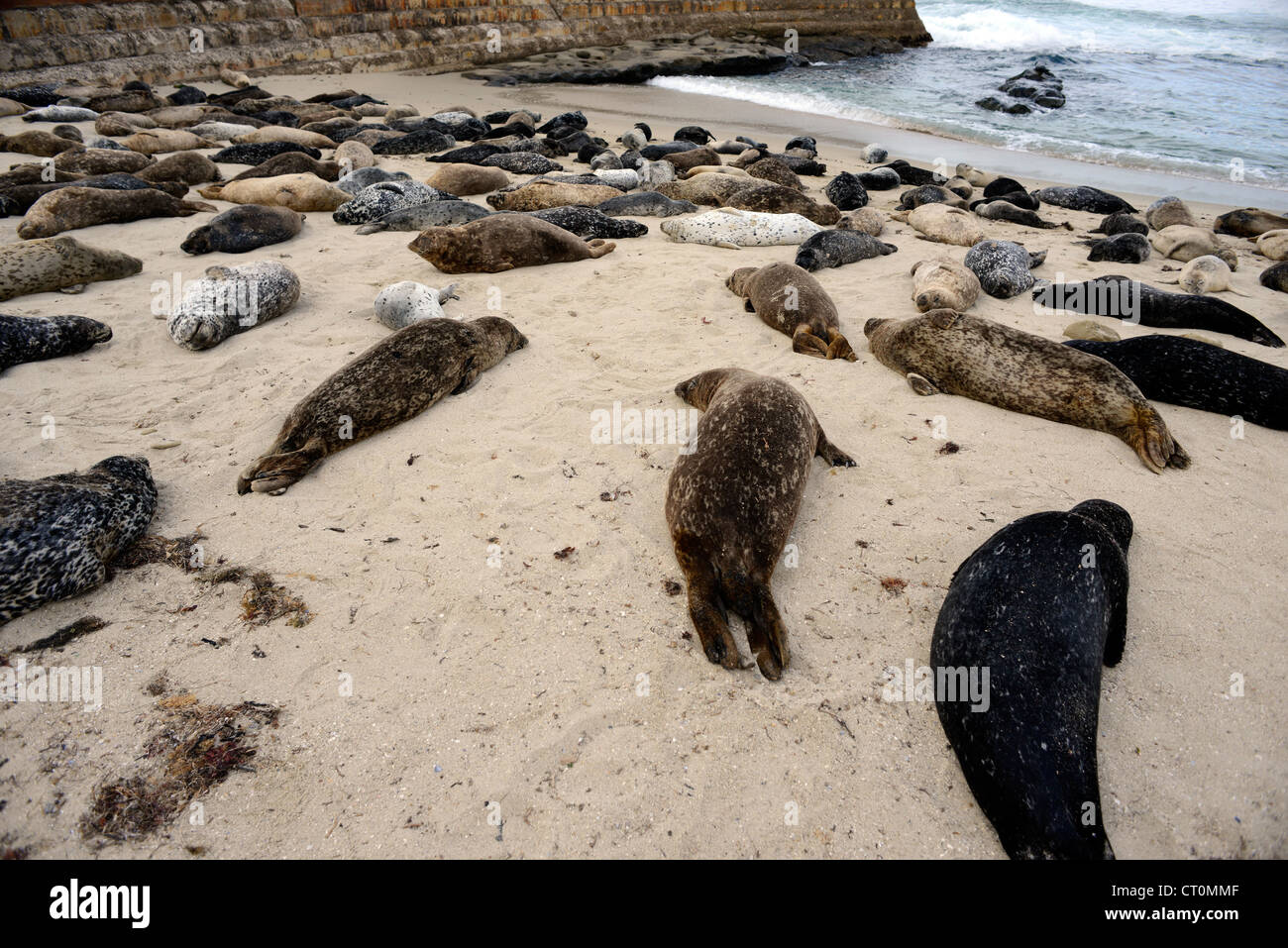 Smelly seals hi-res stock photography and images - Alamy