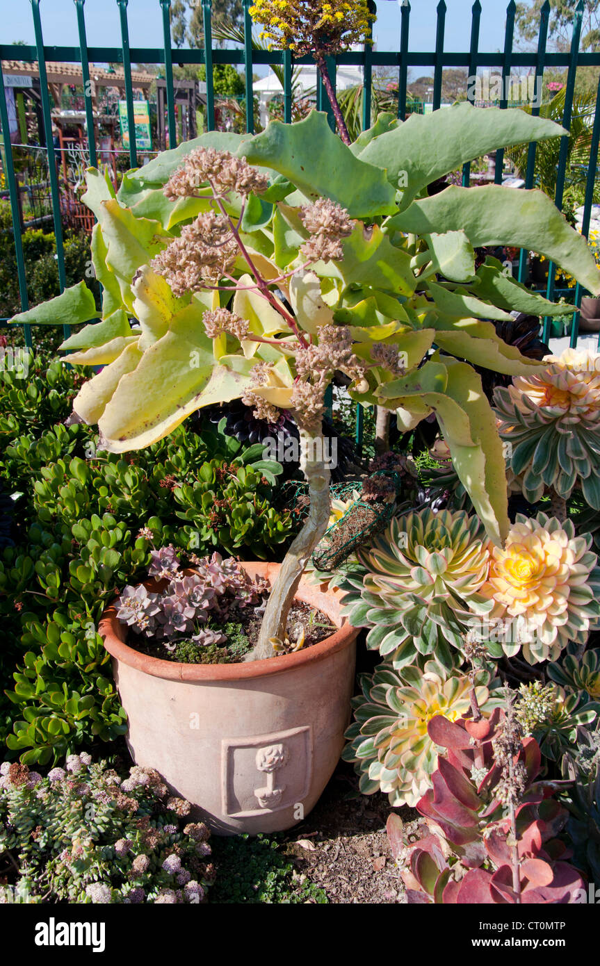 Garden with mixed flowers and plants Stock Photo - Alamy