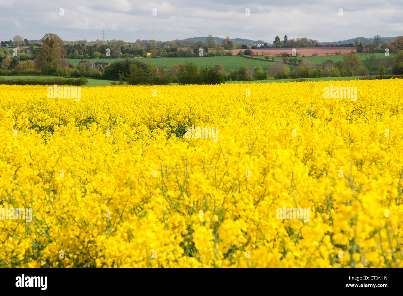 Canola ( rapeseed ) fields in the English Midlands Stock Photo - Alamy