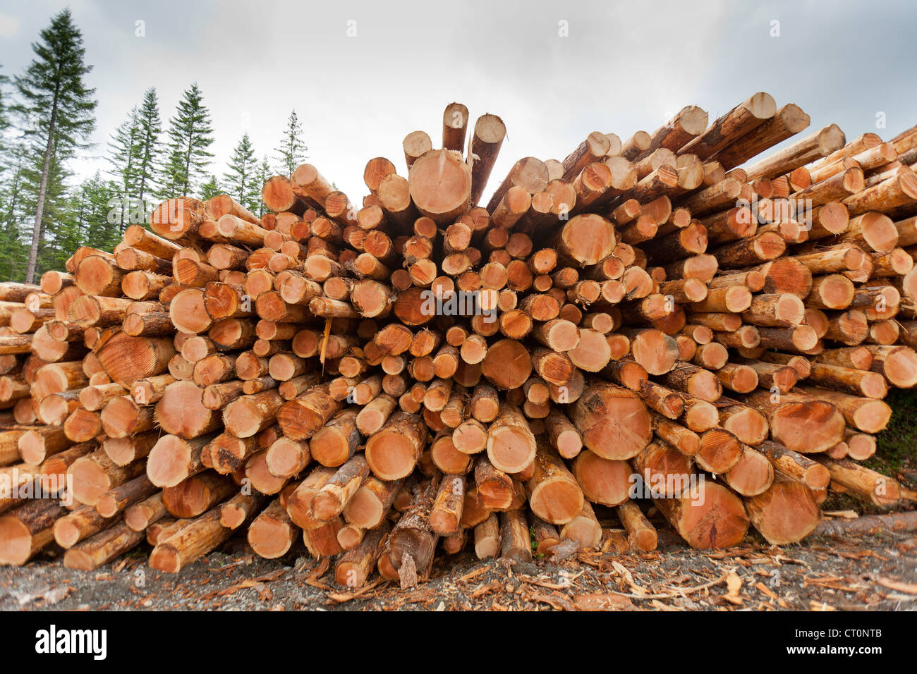Logging logs destruction deforestation hi-res stock photography and ...