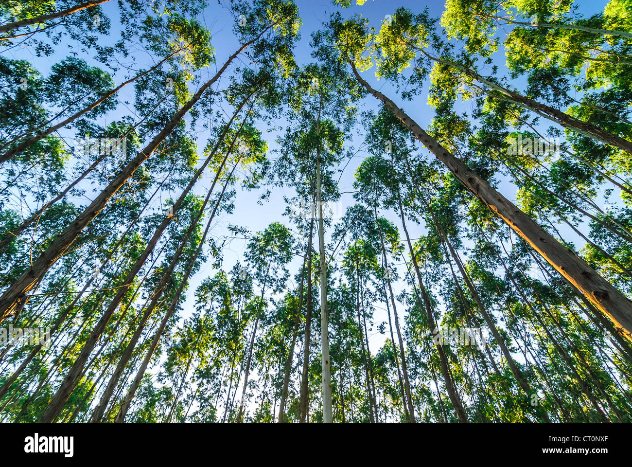 in the Eucalyptus forest Stock Photo - Alamy