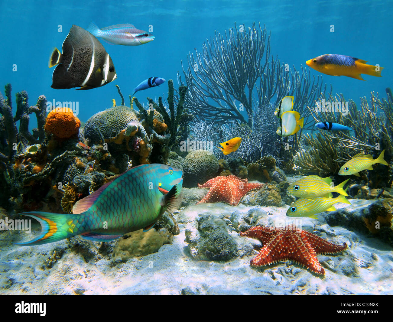 Coral reef with starfish and colorful tropical fish, Caribbean sea ...