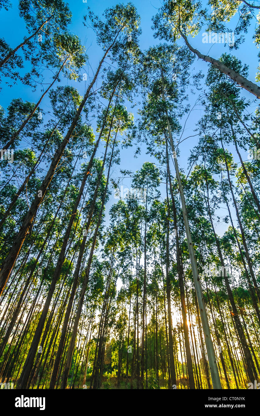 in the Eucalyptus forest Stock Photo - Alamy