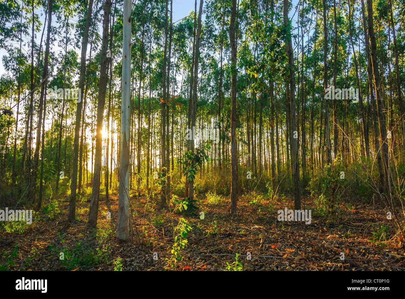 in the Eucalyptus forest Stock Photo - Alamy