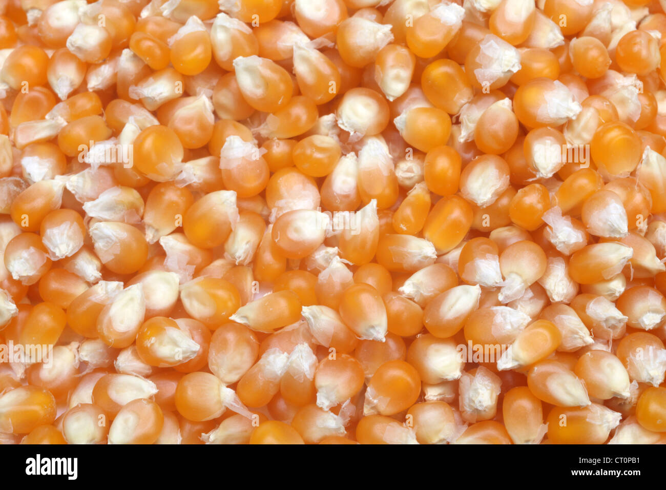 Corn seeds close up as background Stock Photo - Alamy