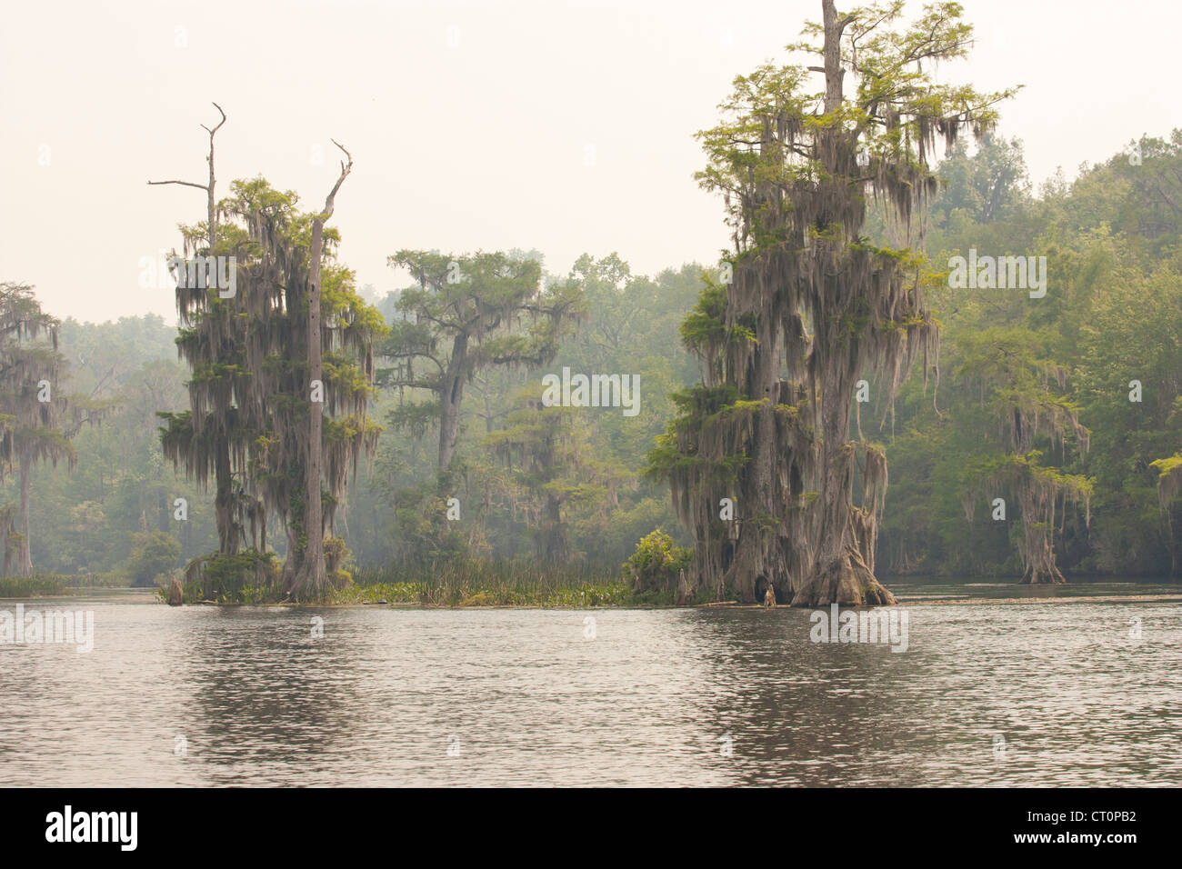 Cypress trees with spanish moss Stock Photo - Alamy
