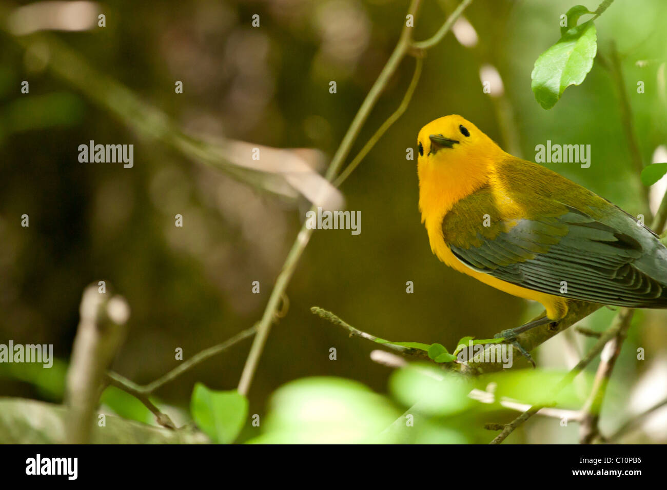 Prothonotary warbler (Protonotaria citrea) perching Stock Photo - Alamy